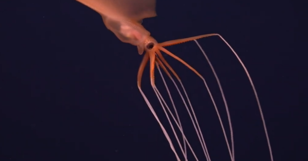 Scientists Surprised To Find Rare Deep-Sea Bigfin Squid - The Rainforest Site News