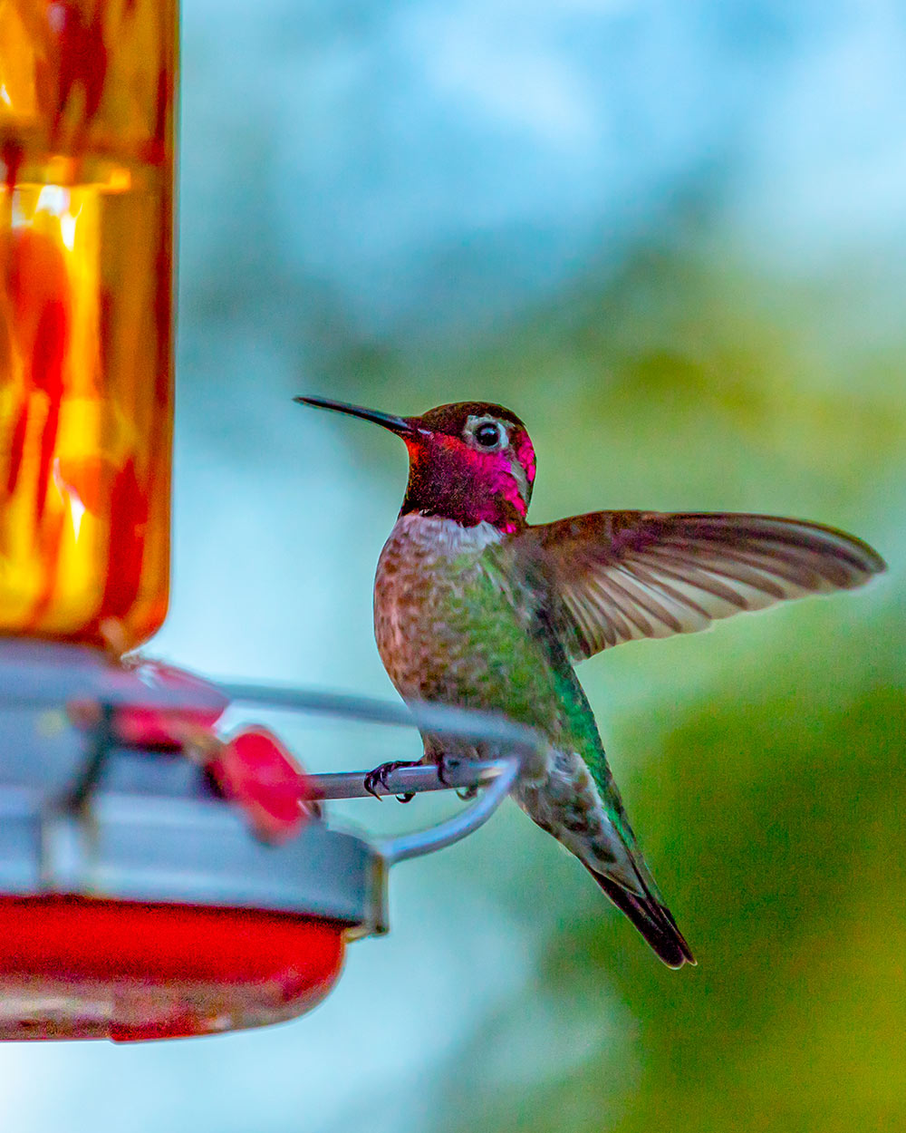 Tipping Point: 70 Bird Species, Including Rufous Hummingbird, at Risk ...