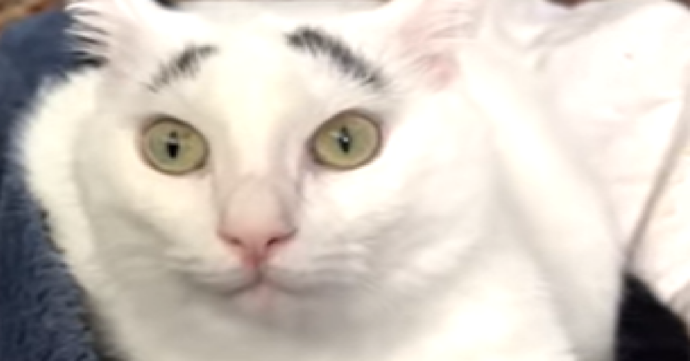 Expressive Cat With "Eyebrows" Captures Attention From Around The World ...