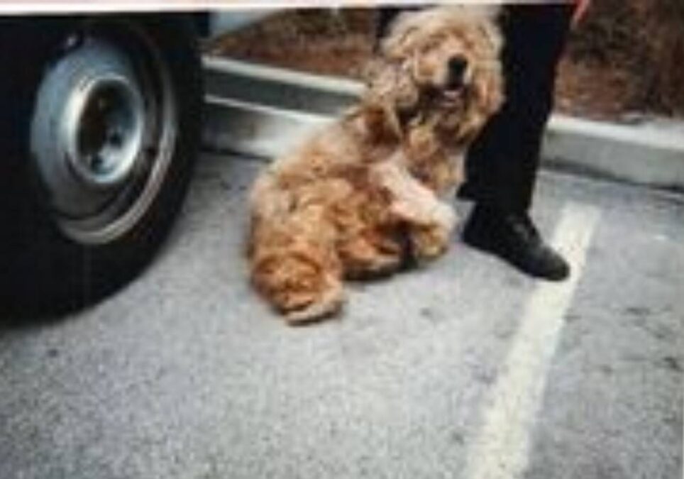 Flea-Ridden Pup in Bad Shape Keeps Wagging His Tail, Despite His ...