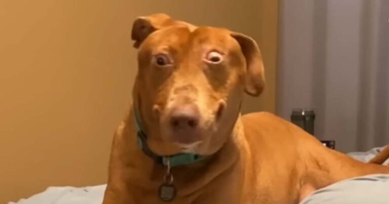 Meet The Dog with a Cartoonishly Cute Stretched Face and Hilarious ...