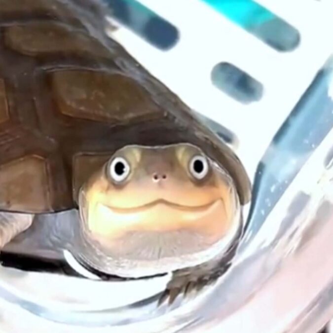 Redditors Find This Turtle’s Smile Both Adorable and Questionable - The ...