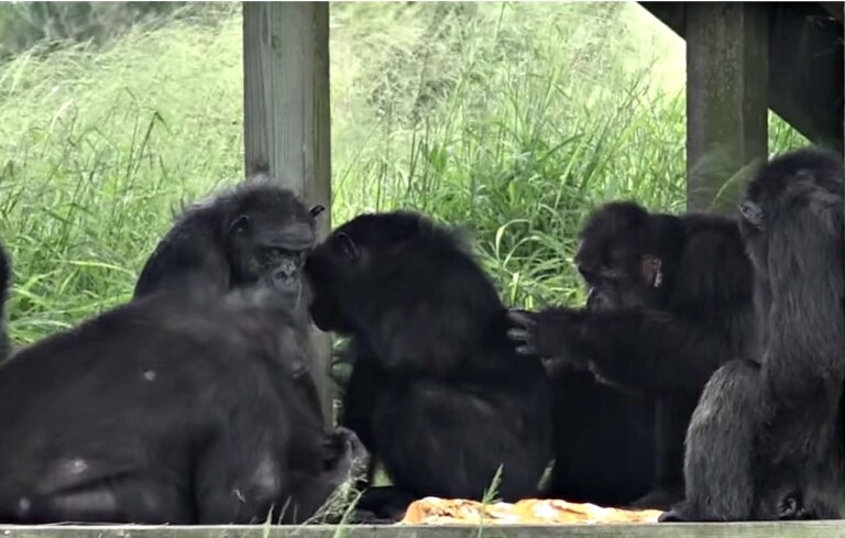 Vanilla the Lab Chimp Sees the Sky for the Very First Time in ...