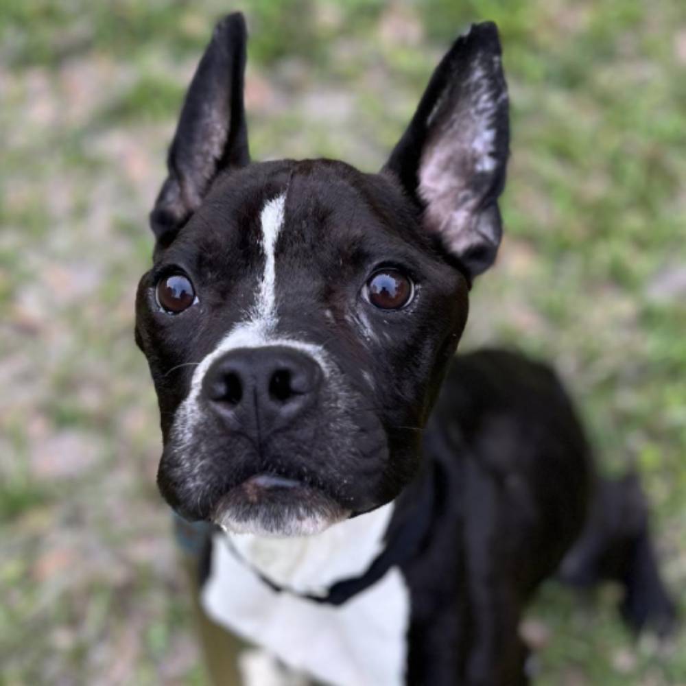 Emaciated Dog Unable To Stand On His Own Makes Remarkable Recovery And ... Emaciated Dog Unable To Stand On His Own Makes Remarkable Recovery And ...