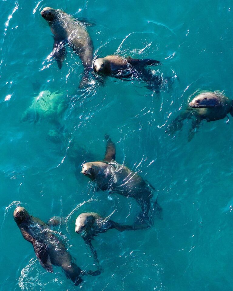 Sick and Dead Sea Lions and Dolphins Washing Ashore In Southern ...
