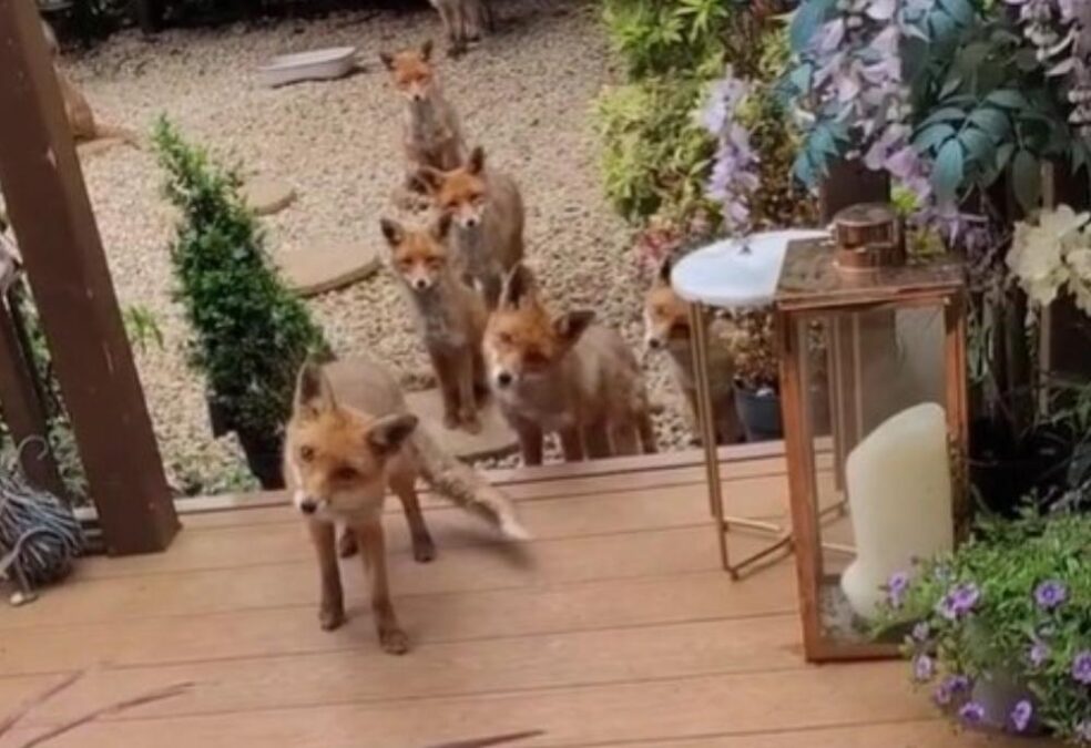 Woman Wakes Up Every Morning to Feed Wild Foxes - The Animal Rescue ...