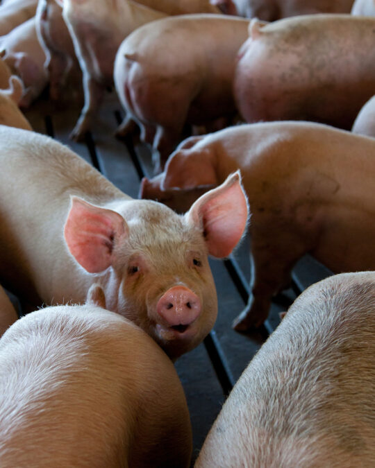 The Most Common Zoonotic Diseases in the U.S.: Understanding the Risks ...