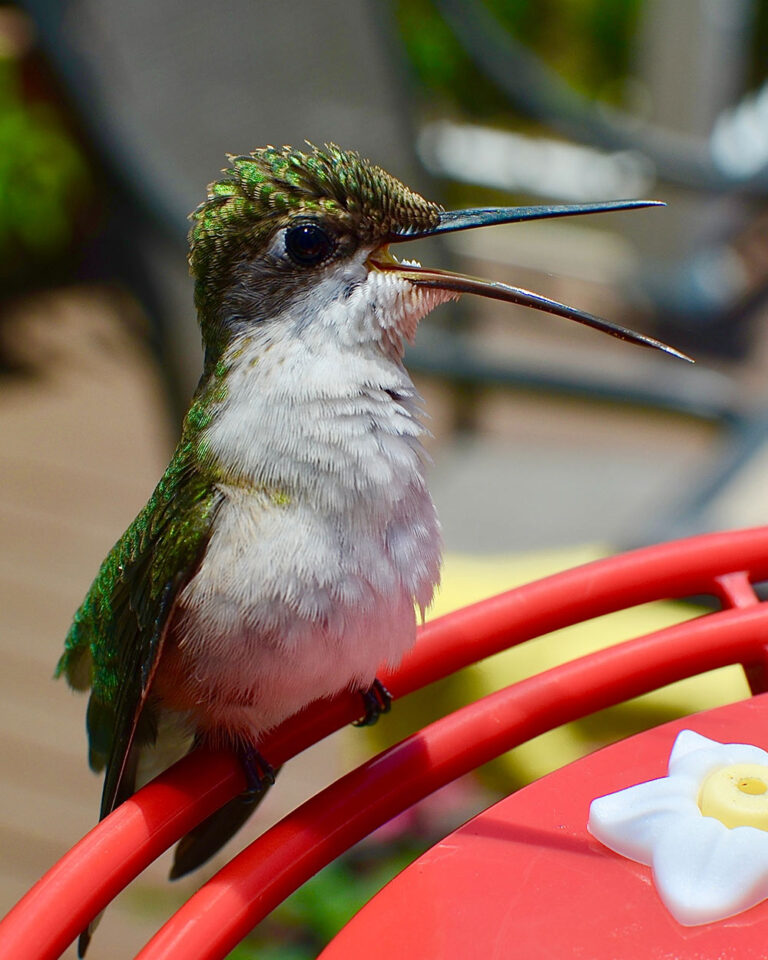 Hybrid Hummingbird Stuns Scientists: The Gold-Feathered Enigma of the ...