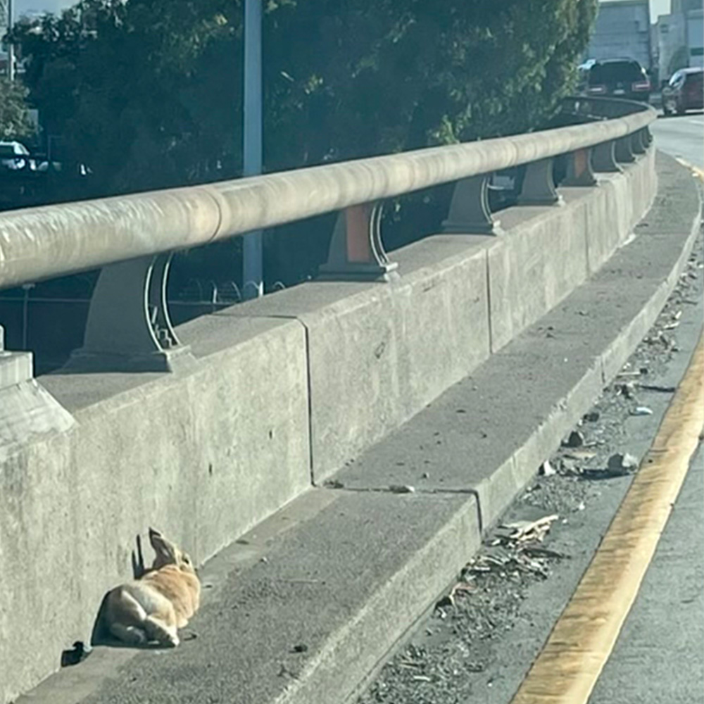 Officers Stop Traffic On Busy California Highway To Rescue Terrified ...