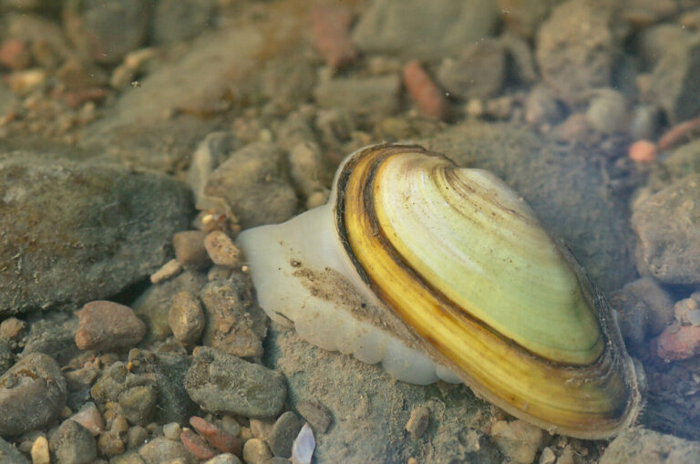 USFWS Proposes Vital Protections for Imperiled Salamander Mussel - The ...