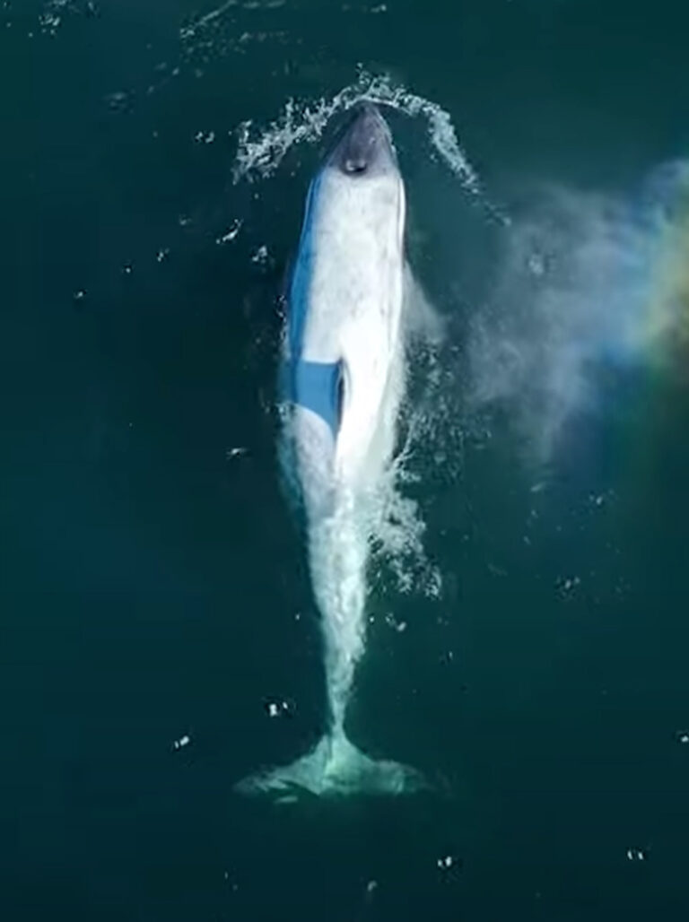 Rare All-White Killer Whale 'Frosty' Amazes Marine Biologists in Monterey Bay - The Animal ...