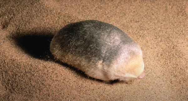 Elusive De Winton's Golden Mole Rediscovered in South Africa After 90 ...