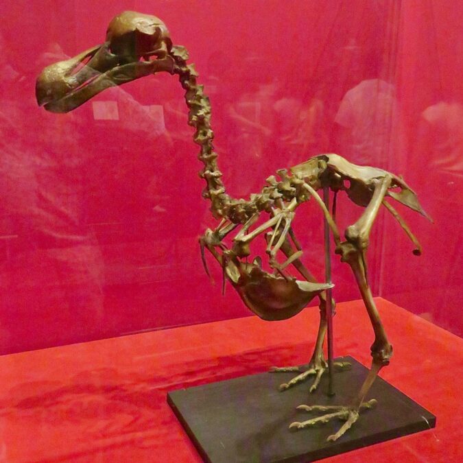 Scientists Embark on Bold Journey to Revive Extinct Dodo Bird in ...