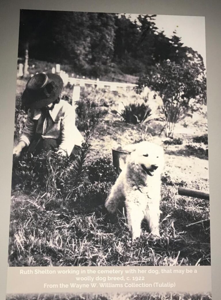 Salish Woolly Dog Comeback From Extinction Is A Beacon Of Hope For ...