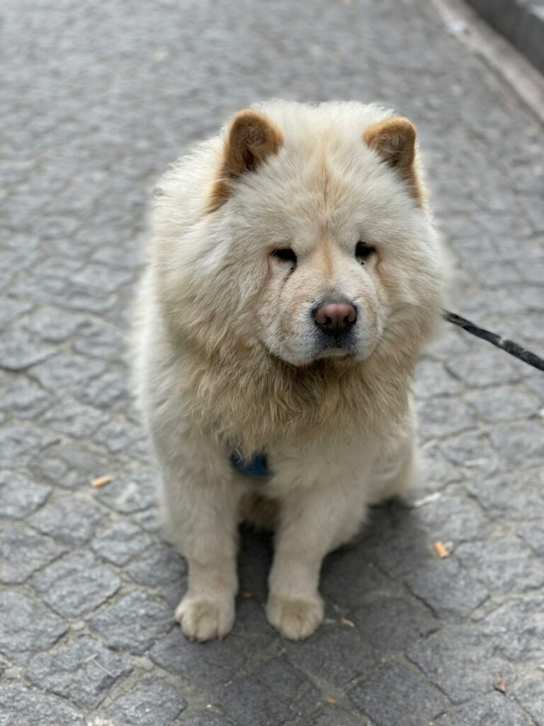Chinese Zoo Sparks Debate with Exhibit of Chow Chow Dogs Dyed to Look ...