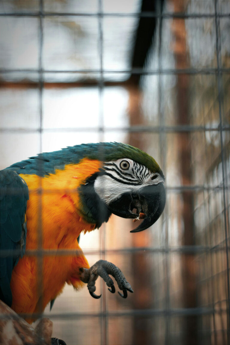 Pepper the Foul-Mouthed Parrot Finds a New Home After 400 Applications ...